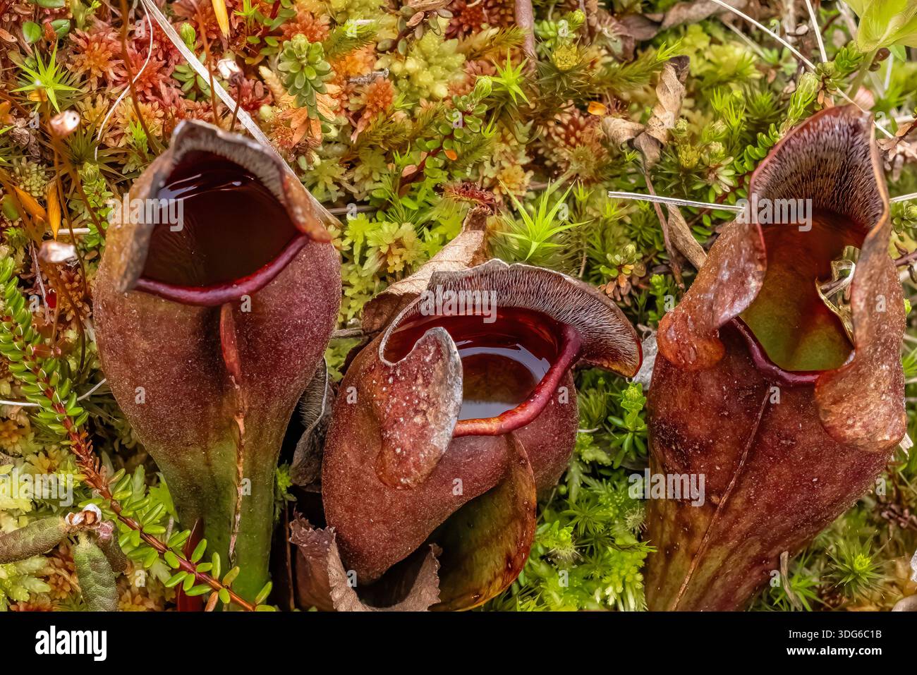 Pitcher Plant, Sarracenia purpurea, in the barrens above McCallum ...