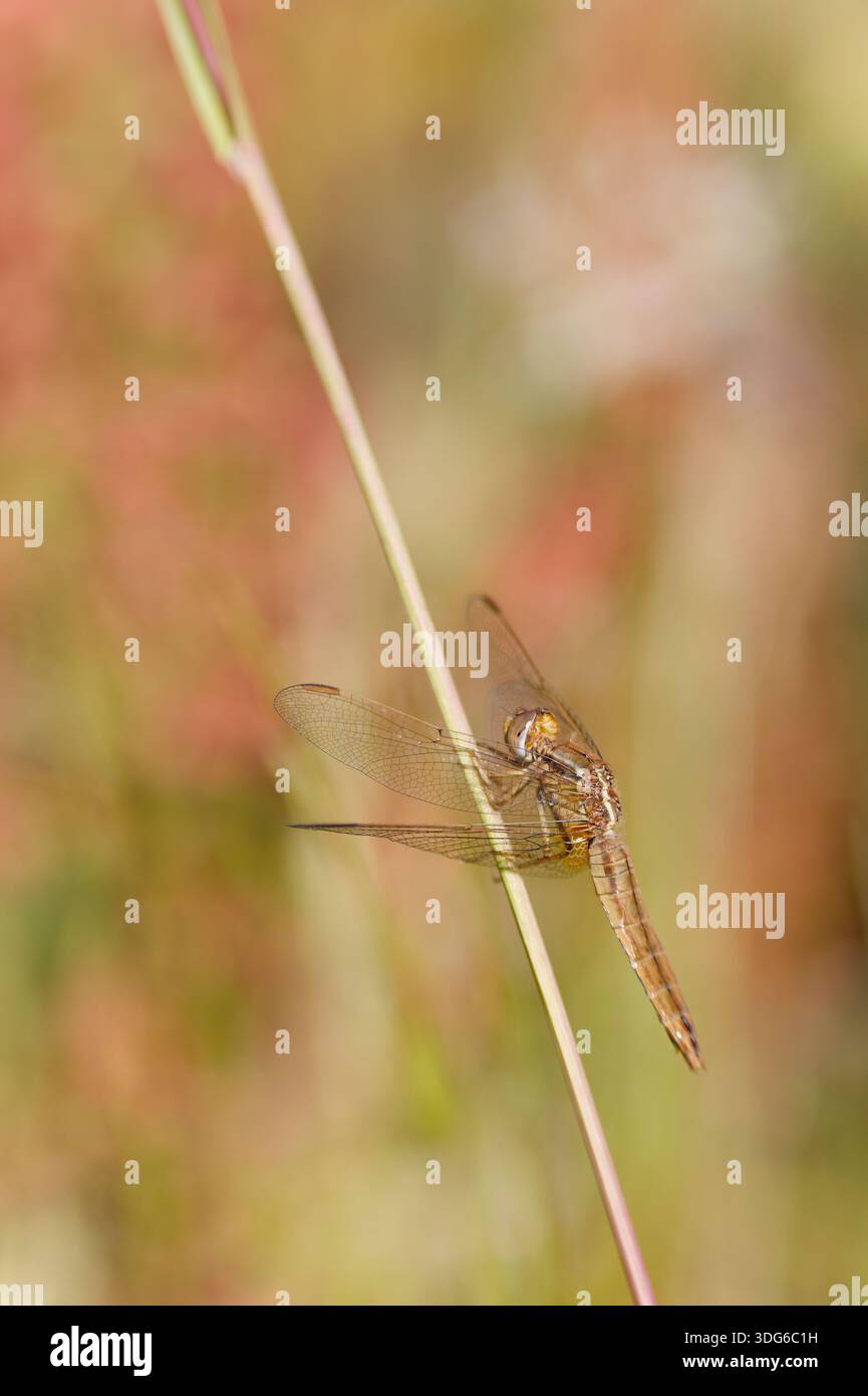 Female Scarlet Dragonfly (Crocothemis erythraea) perched on a grass ...