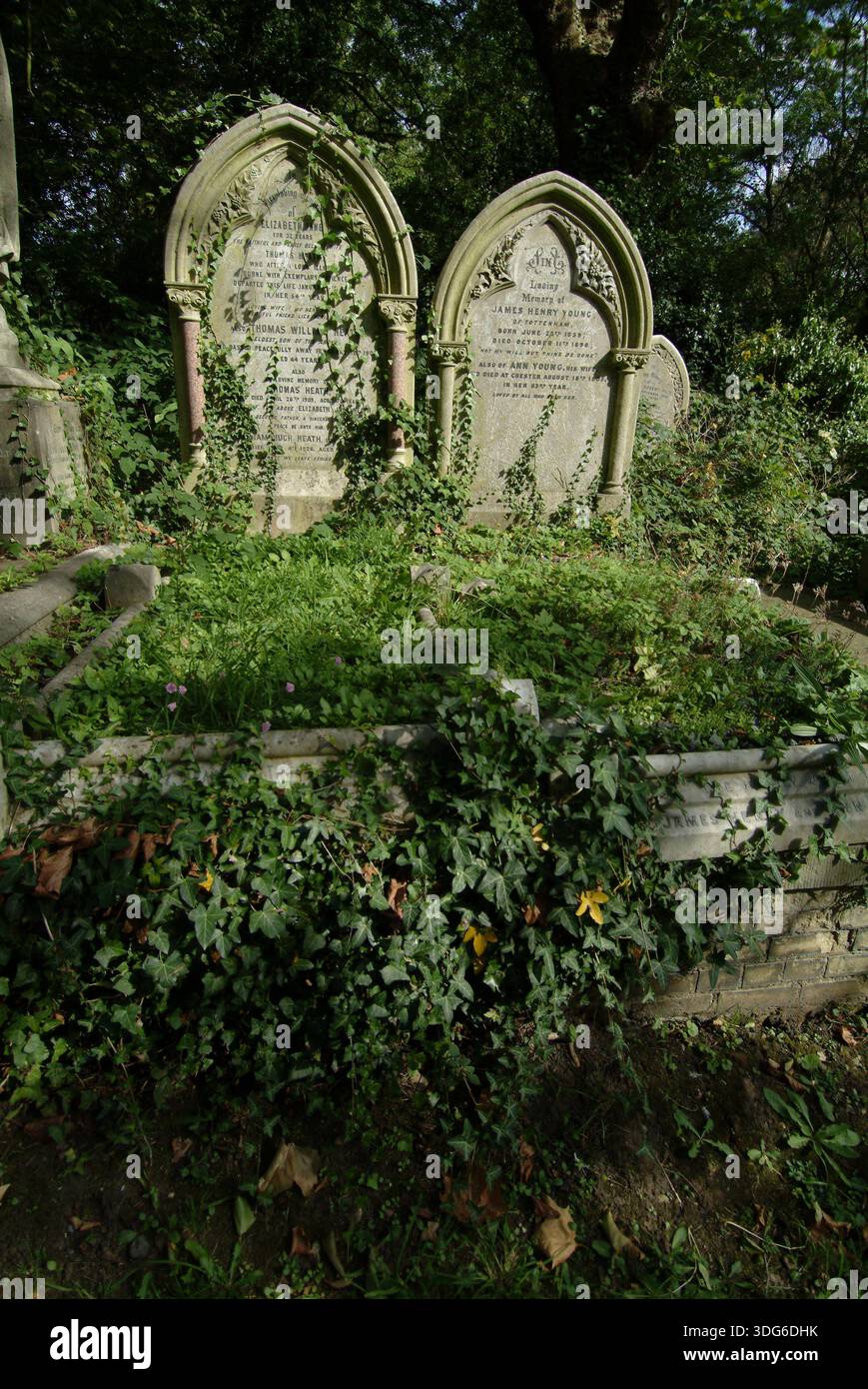 Neglected gravestones marking the passage of time in an overgrown ...
