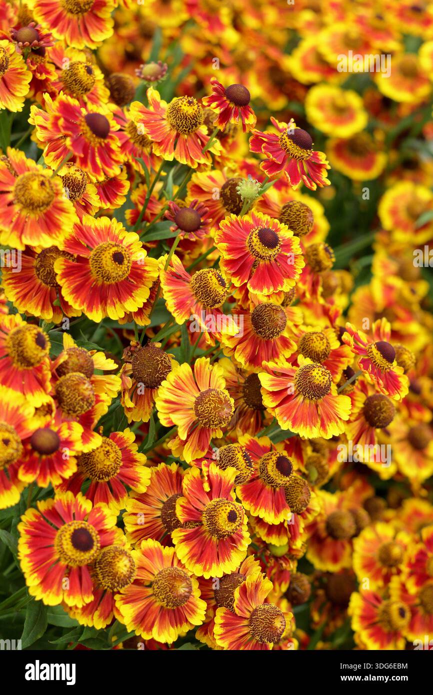 Biedermeier hi-res stock photography and images - Alamy