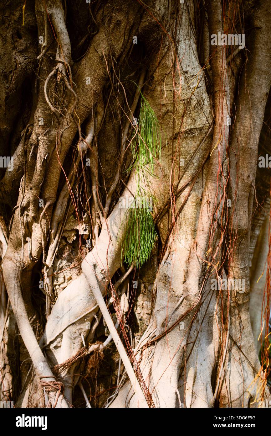 Close-up of tree bark with intricate roots and green vines in natural ...