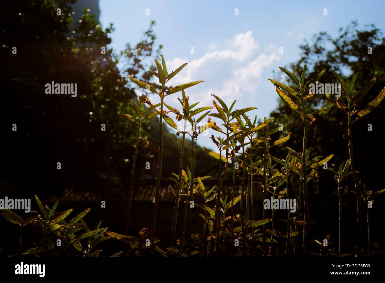 Sunlight shining through tall plants with a clear blue sky in the ...