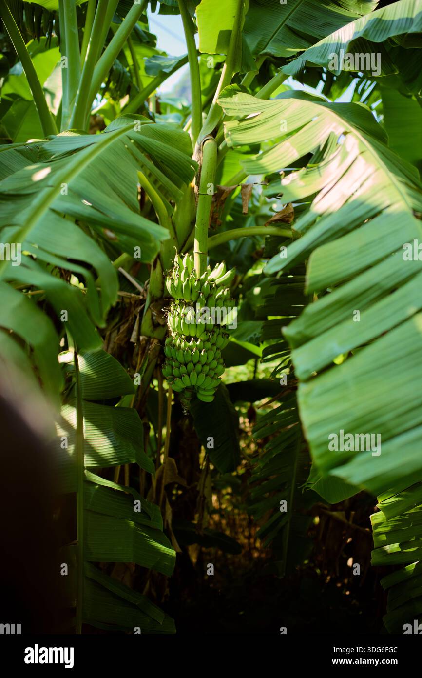 Cluster of green bananas growing on a tree surrounded by lush green ...