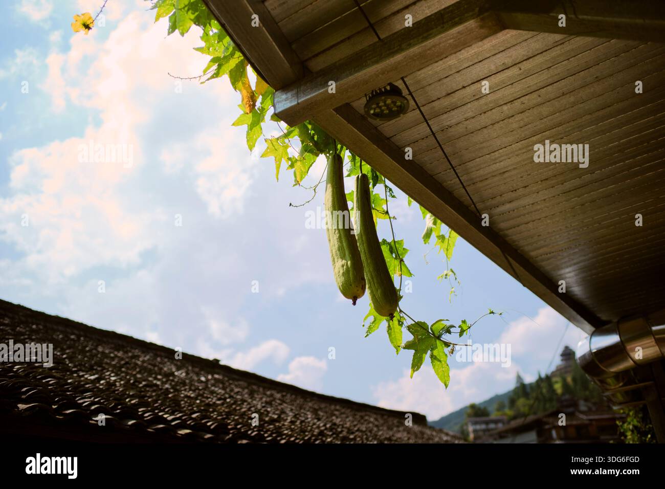 Gourds hanging under a vine-covered roof with a bright blue sky and ...