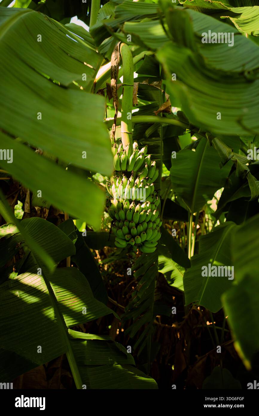 A cluster of green bananas hanging under large banana leaves in a ...
