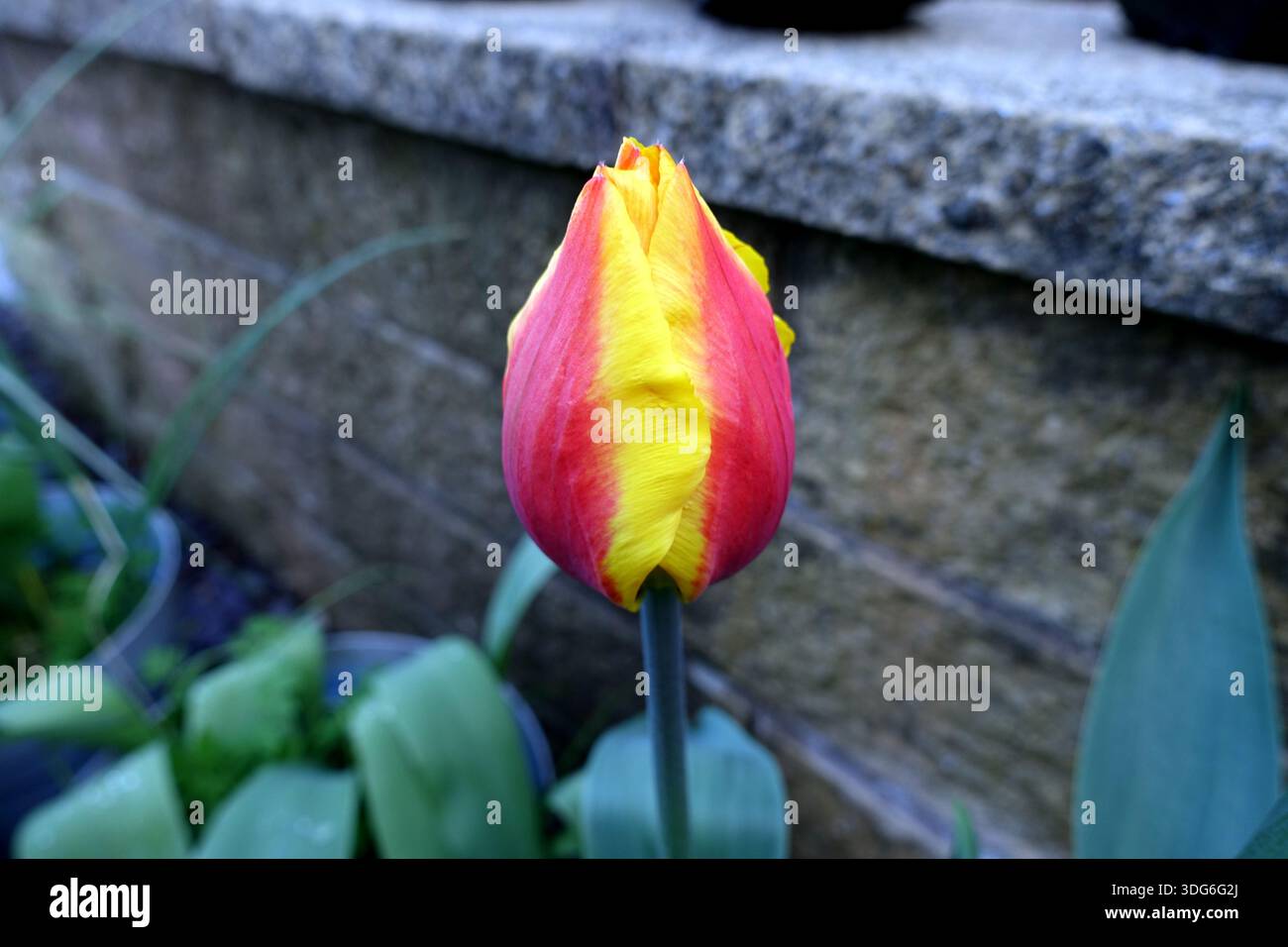 Single Yellow & Red Tulipa 'United States' (Tulips) grown in a English ...