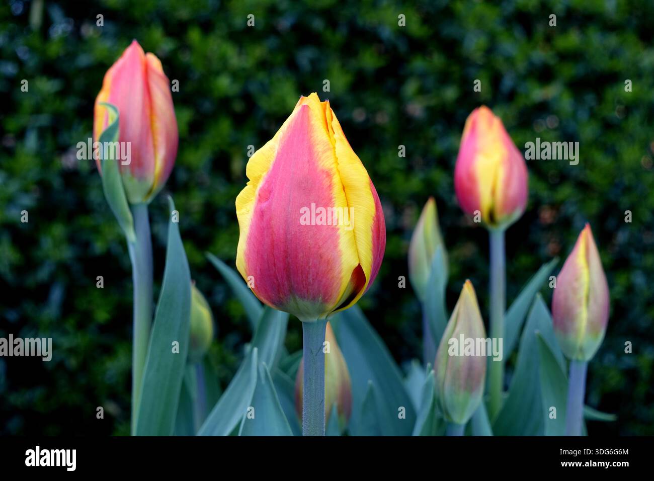 Yellow & Red Tulipa 'United States' (Tulips) grown in a English Cottage ...