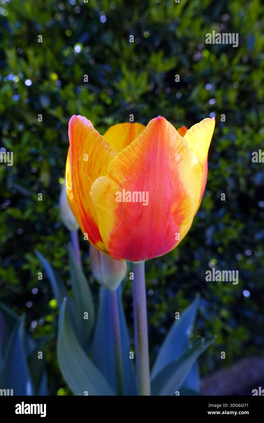 Single Yellow & Red Tulipa 'United States' (Tulips) grown in a English ...