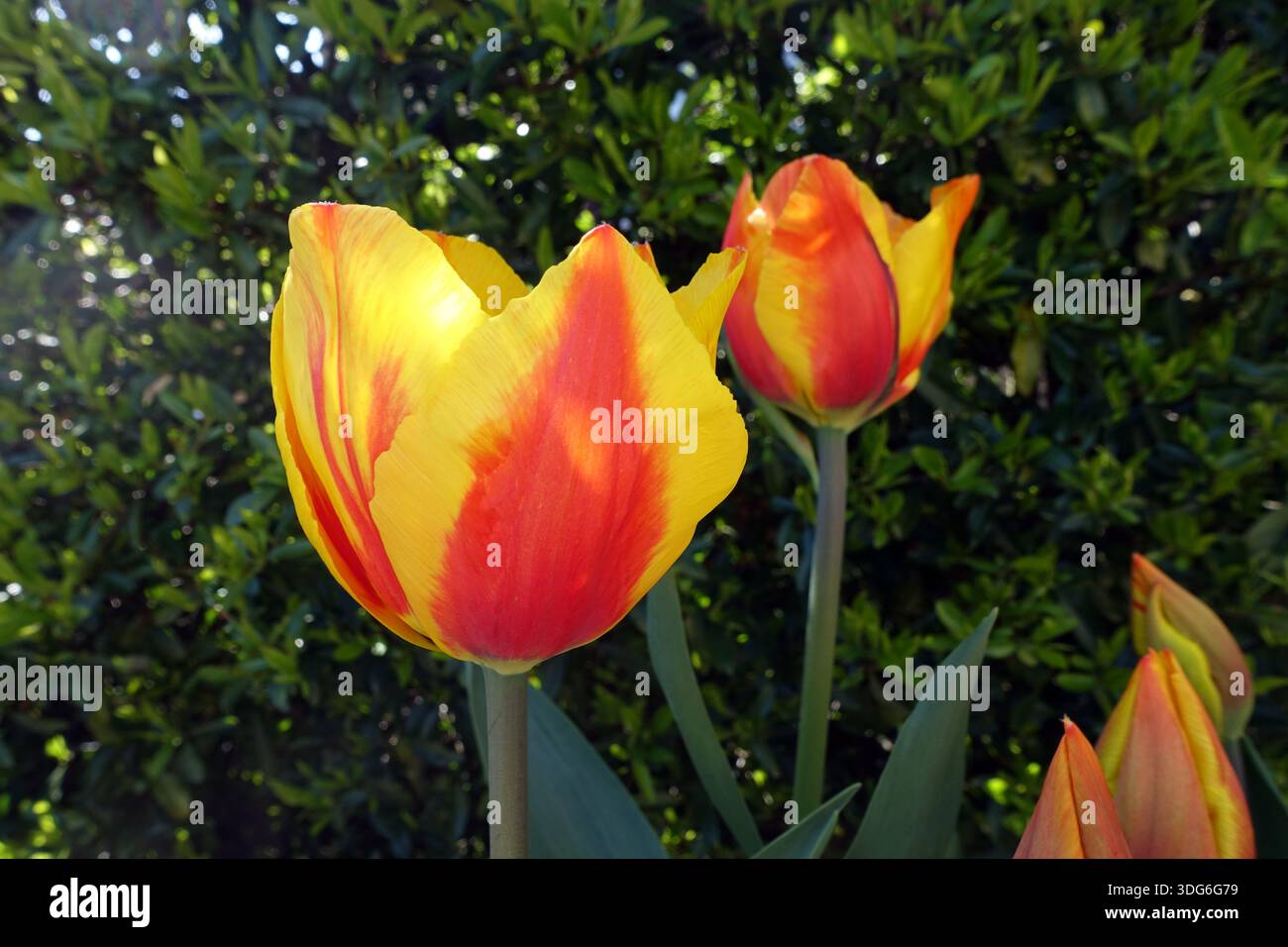 Yellow & Red Tulipa 'United States' (Tulips) grown in a English Cottage ...