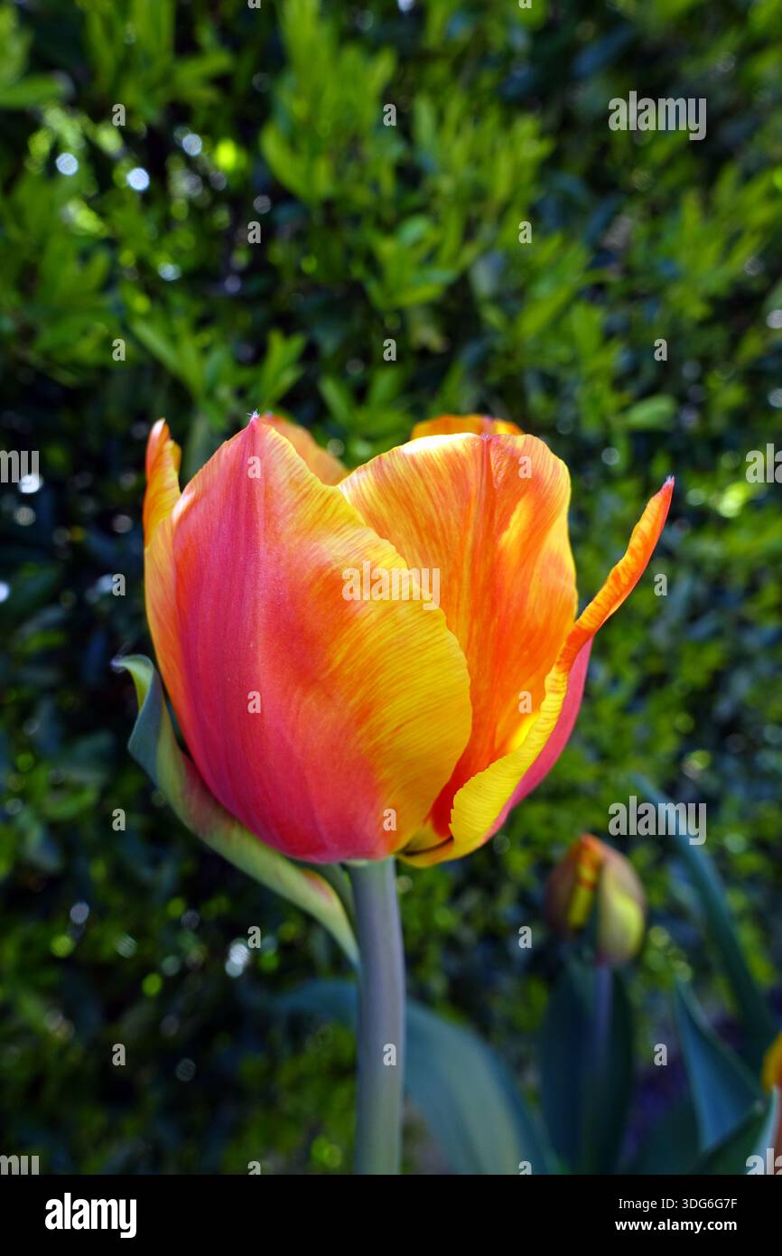 Single Yellow & Red Tulipa 'United States' (Tulips) grown in a English ...