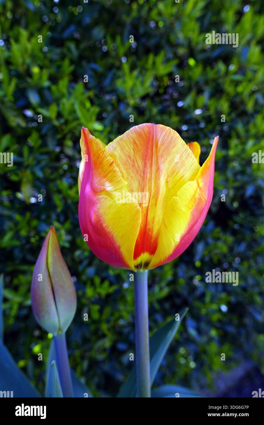 Single Yellow & Red Tulipa 'United States' (Tulips) grown in a English ...