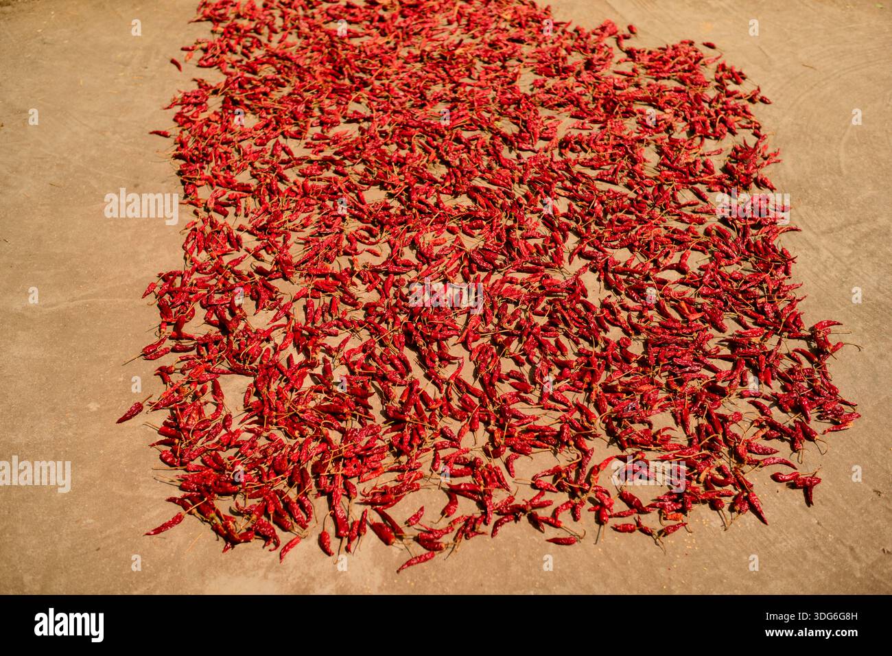 Red chili peppers drying on a sunlit concrete surface. Trip from Guilin ...