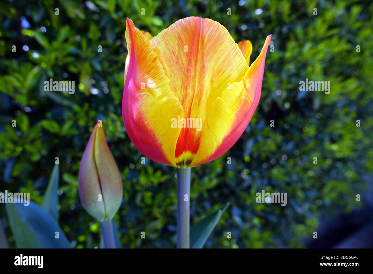 Single Yellow & Red Tulipa 'United States' (Tulips) grown in a English ...