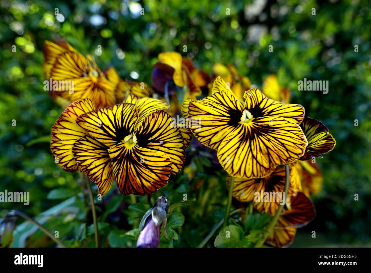 Yellow & Black Viola Sorbet 'Tiger Eyes' grown in a English Cottage ...
