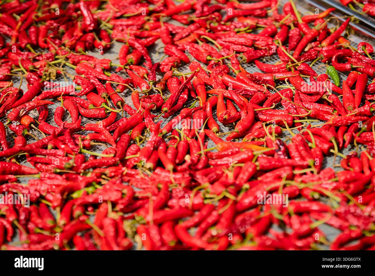 A vibrant pile of fresh red chili peppers drying in the sun on a mesh ...