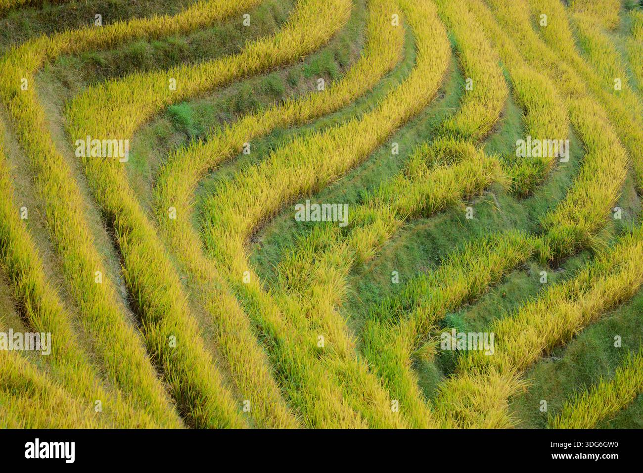 Vibrant green and yellow terraced rice fields create striking patterns ...