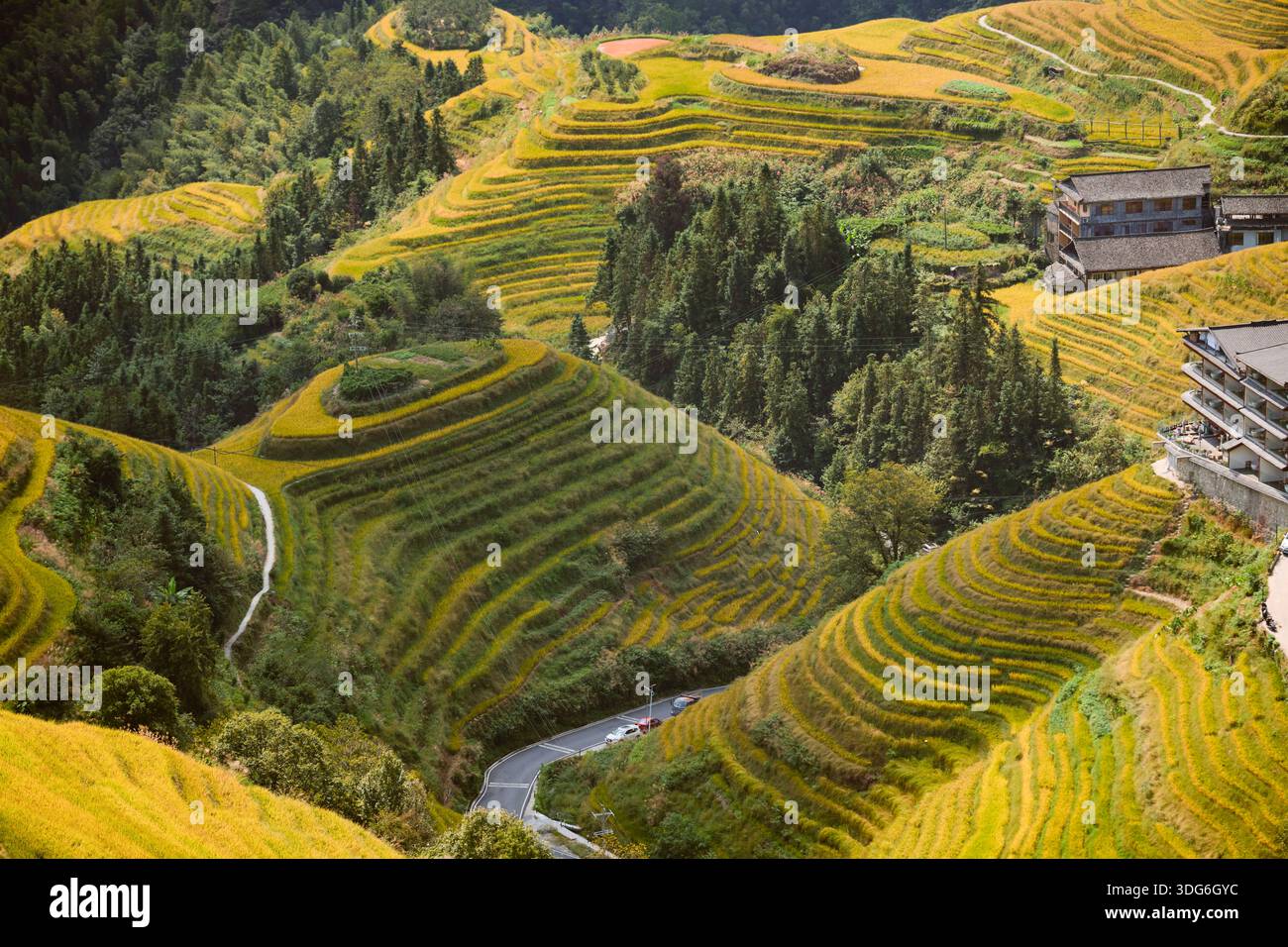 Terraced rice fields in a lush mountainous landscape with winding road ...