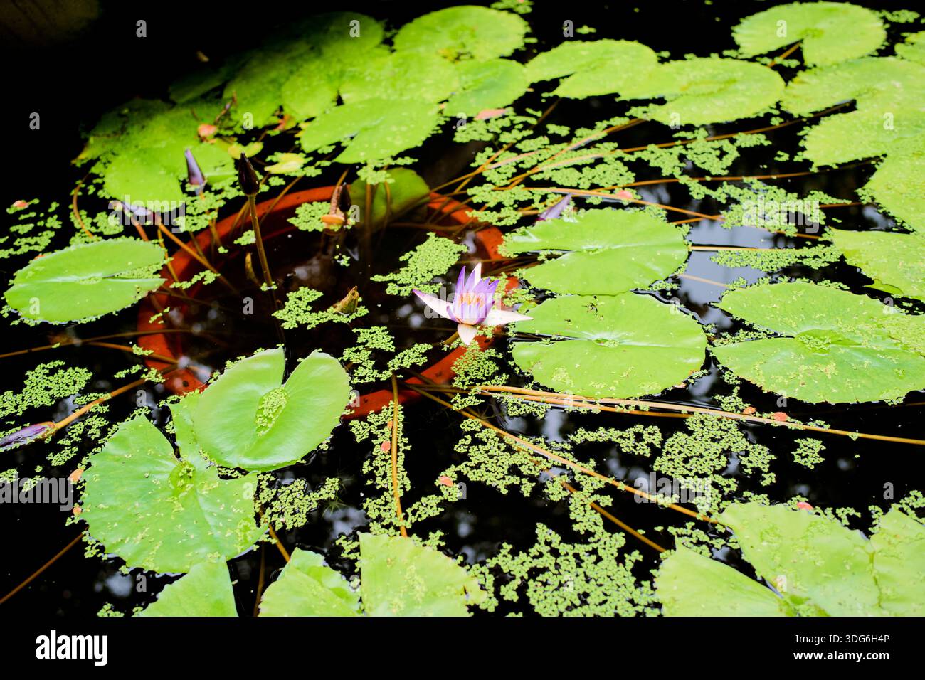 Lily pads and a single blooming water lily float on a pond surrounded ...