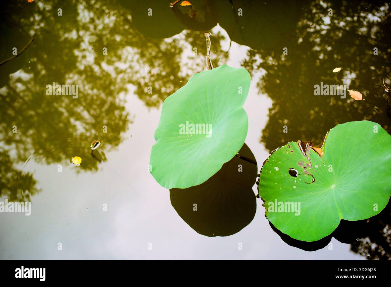 Bright green lily pads float on calm, reflective water with scattered ...