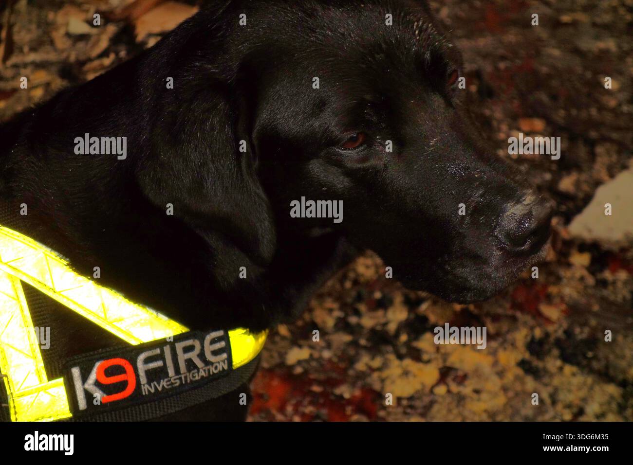 Crime dog hi-res stock photography and images - Alamy