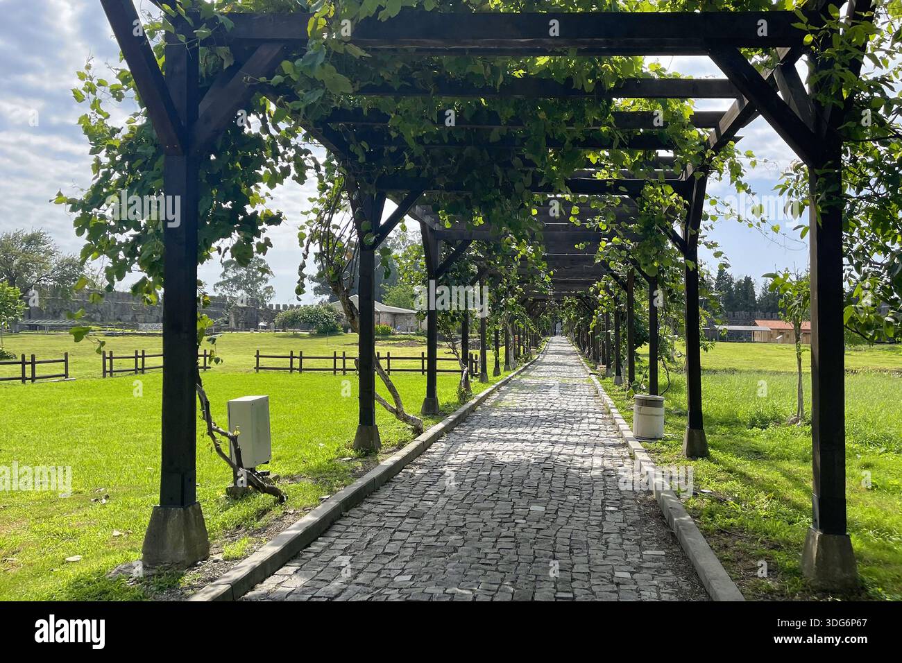 Empty road and green grapevine on trellises wood Stock Photo - Alamy