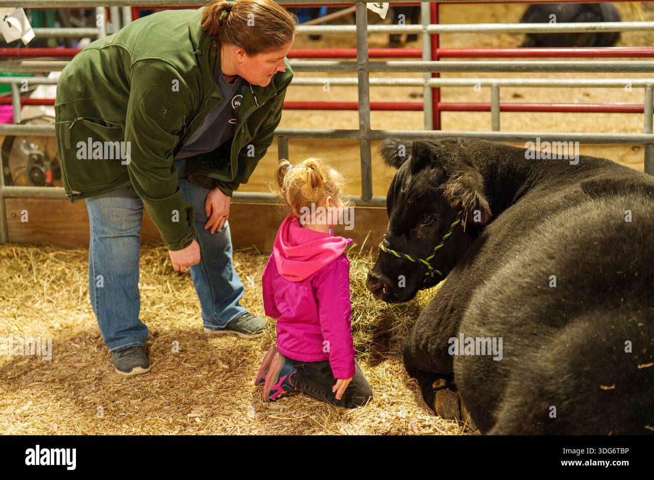 Harrisburg, PA, USA – January 13, 2026: A young girl pets a cow as an ...
