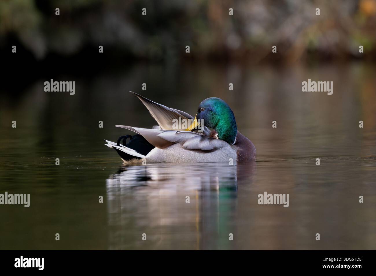 Male Mallard Duck Preening on Calm Water with Soft Reflection and Copy ...