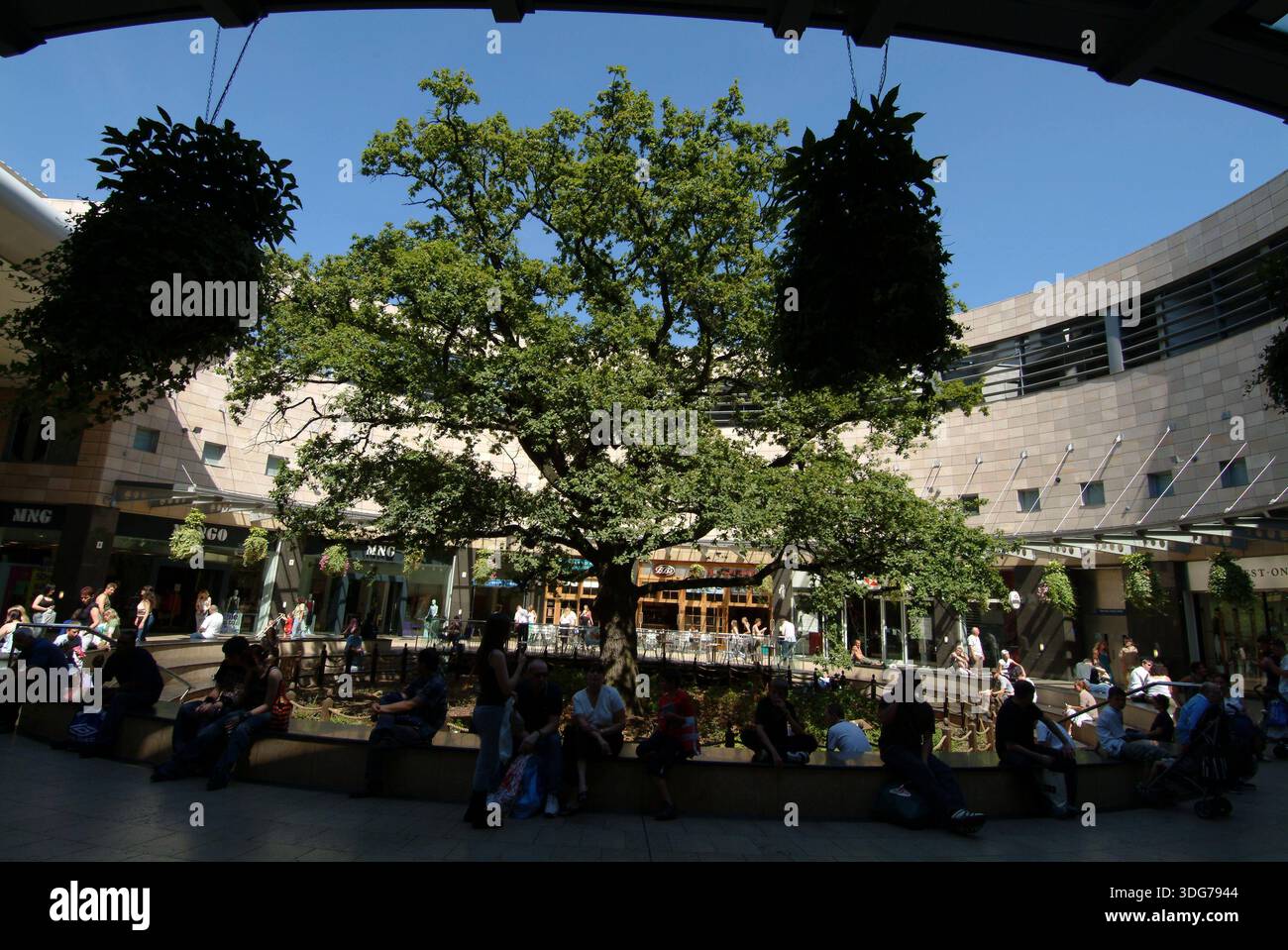 Milton Keynes, Oak Court, oak tree in Midsummer Place shopping centre ...