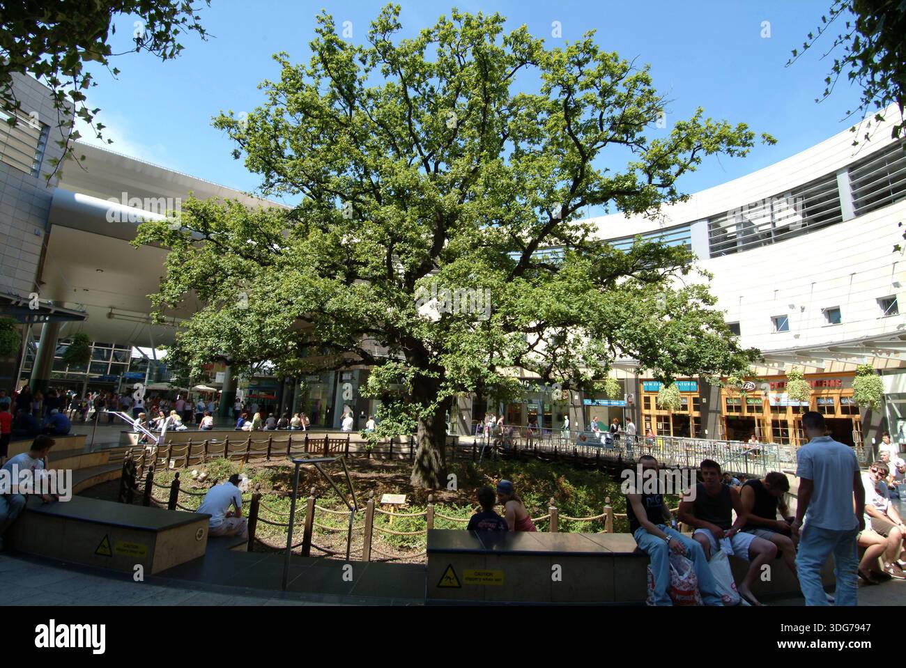 Milton Keynes, Oak Court, oak tree in Midsummer Place shopping centre ...