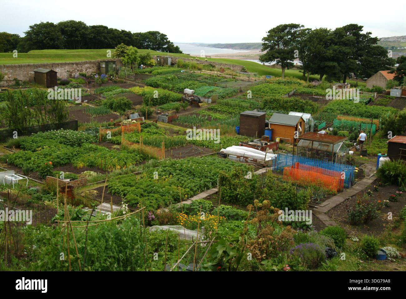 Lush coastal allotments showcasing vibrant vegetable rows and neatly ...
