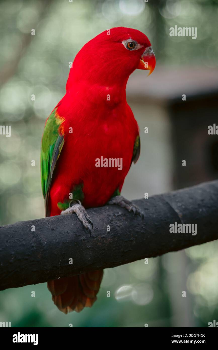 Beauty chattering lory hi-res stock photography and images - Alamy