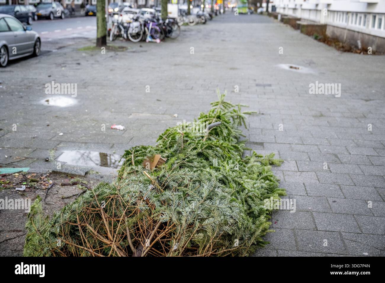 ROTTERDAM - Christmas trees in the household waste ROBIN UTRECHT /ANP ...