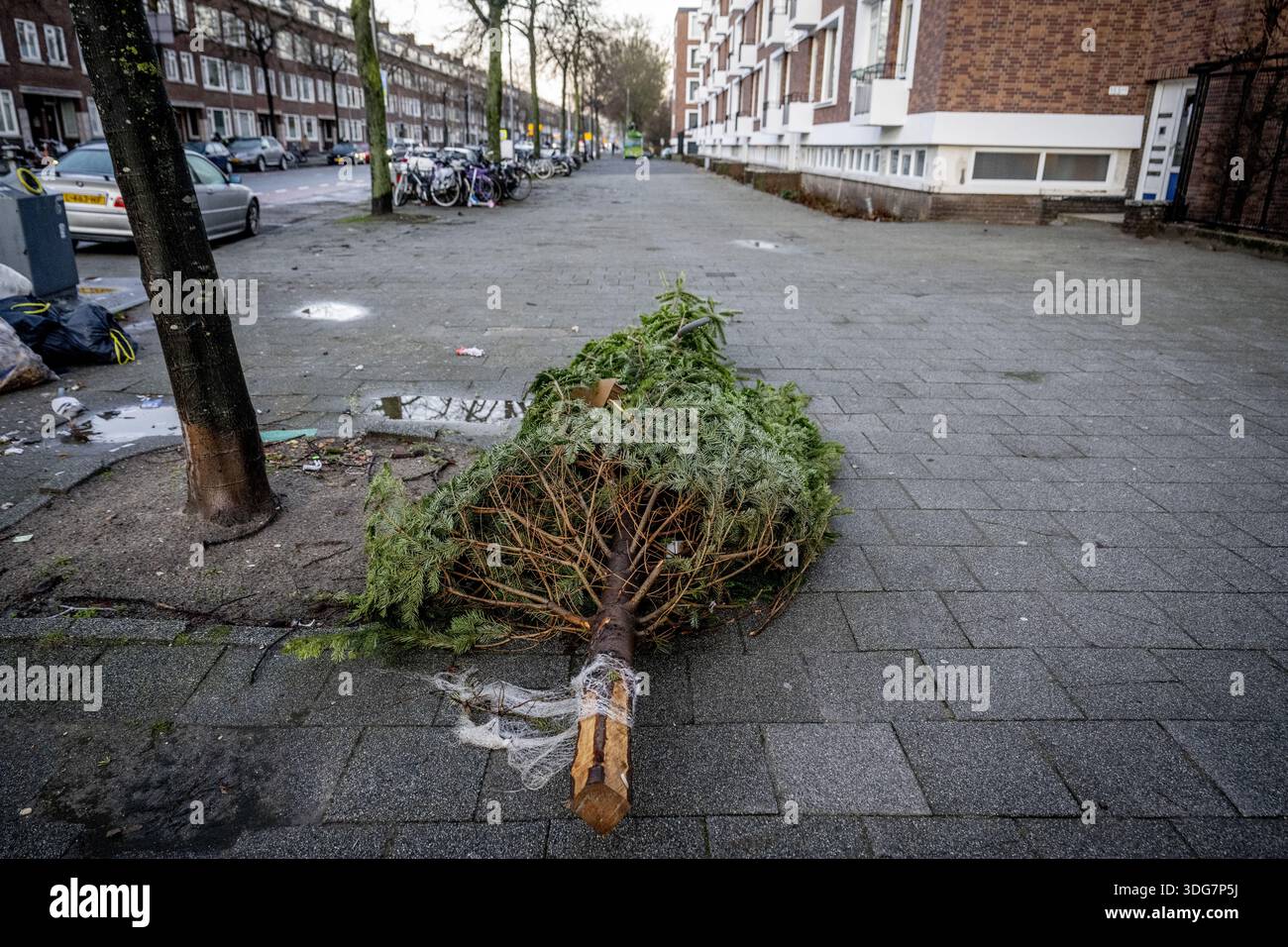 ROTTERDAM - Christmas trees in the household waste ROBIN UTRECHT /ANP ...