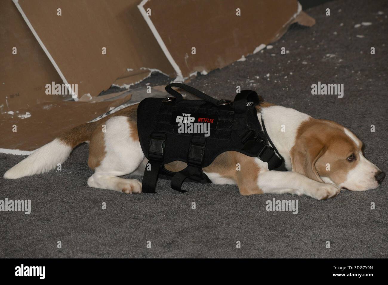 Wilbur the dog at arrivals for THE RIP Premiere, Alice Tully Hall, New ...