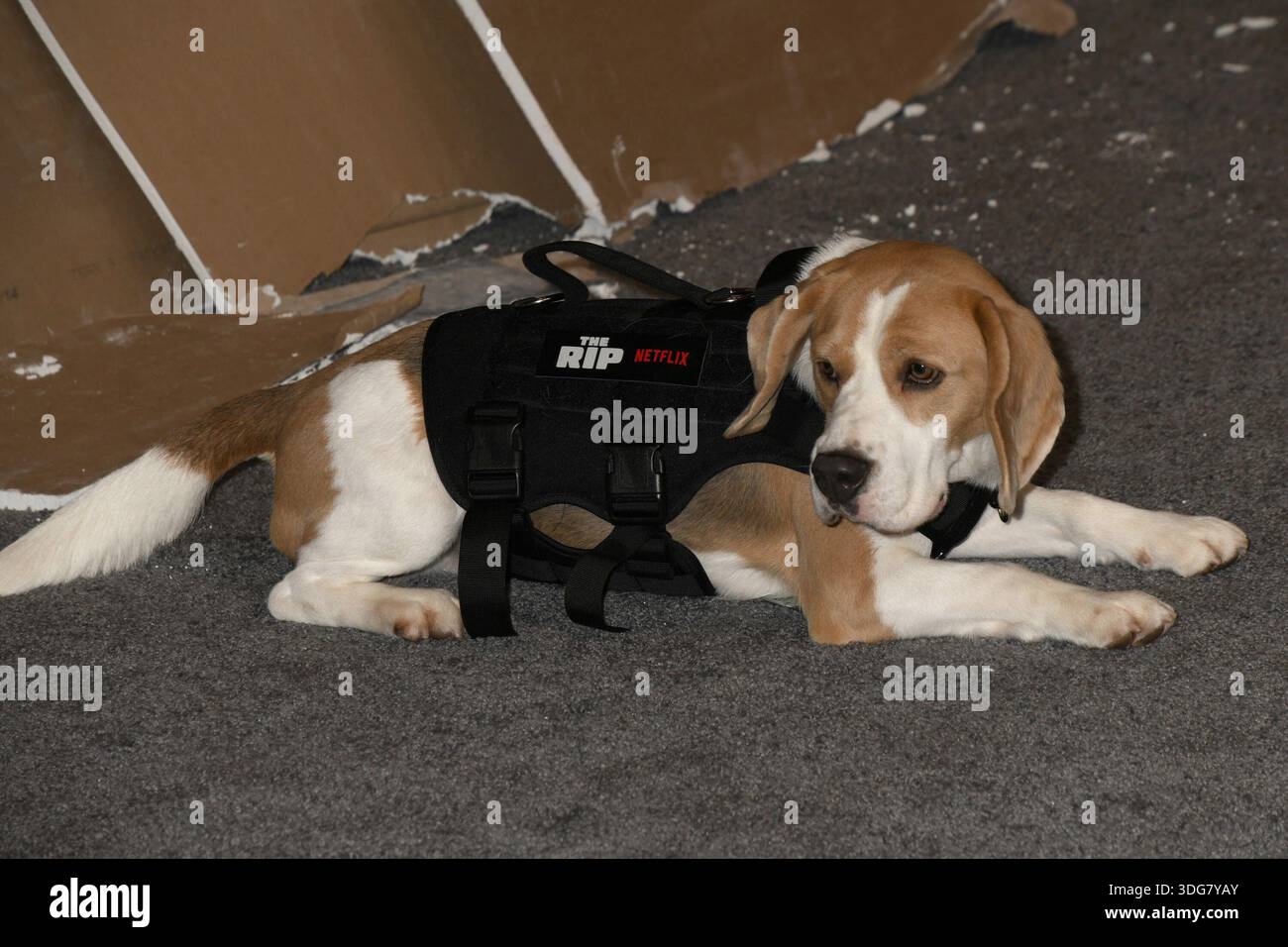 Wilbur the dog at arrivals for THE RIP Premiere, Alice Tully Hall, New ...