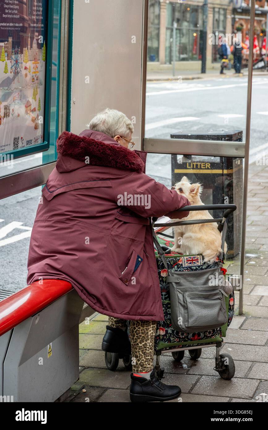 Elderly lady with a small dog in a shopping trolley waiting for a bus ...
