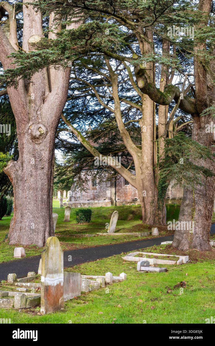 Graveyard with tall established evergreen trees and headstones in ...