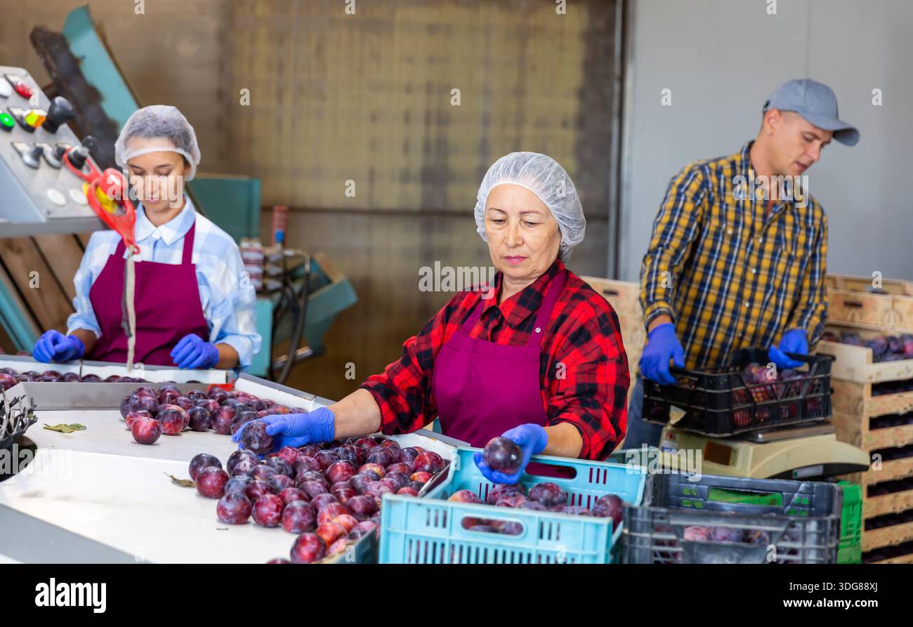 Woman sorting plums on producing grading line Stock Photo - Alamy