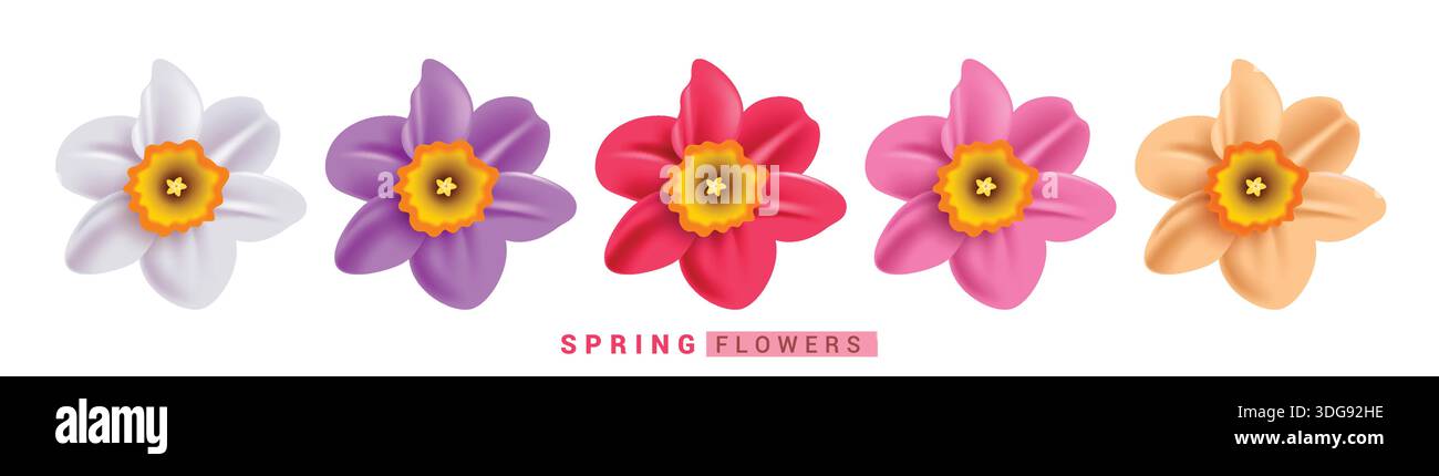 White red spring narcissus Stock Vector Images - Alamy