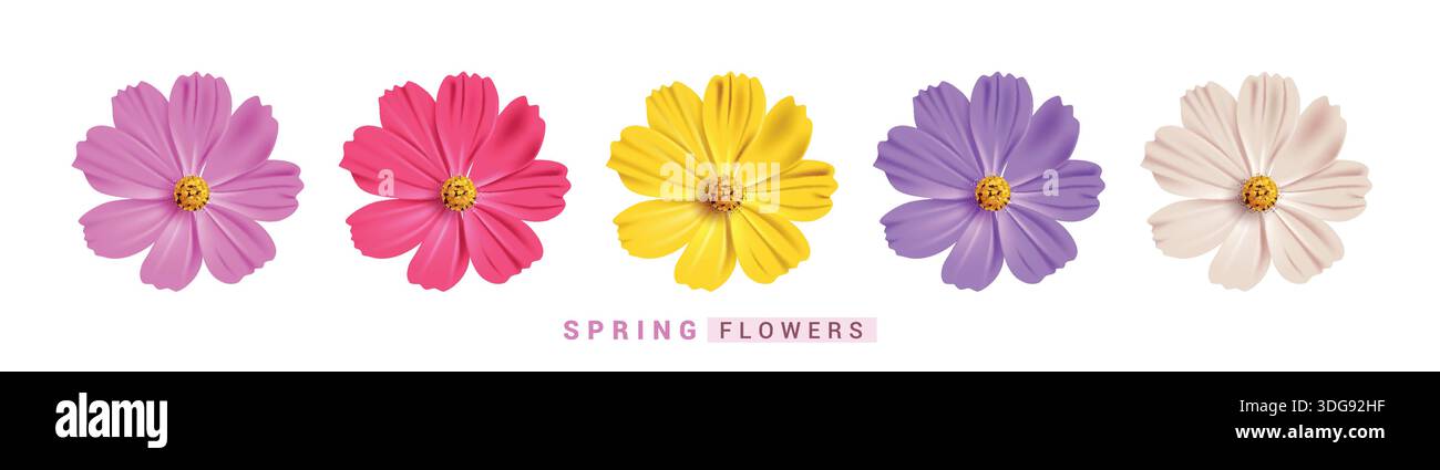 Spring cosmos flowers set clipart design. Cosmos 3d Flowers colorful ...