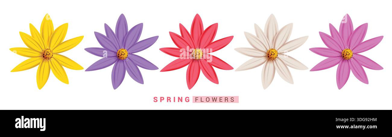 Spring Arnica Flowers clipart set. Spring Flowers clip art like daisy ...