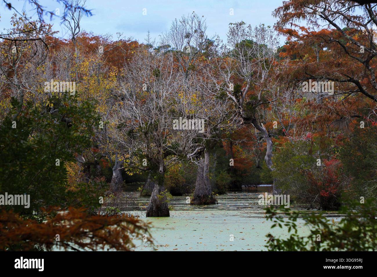 Quiet cypress swamp with mirror reflections, autumn colored trees, and ...
