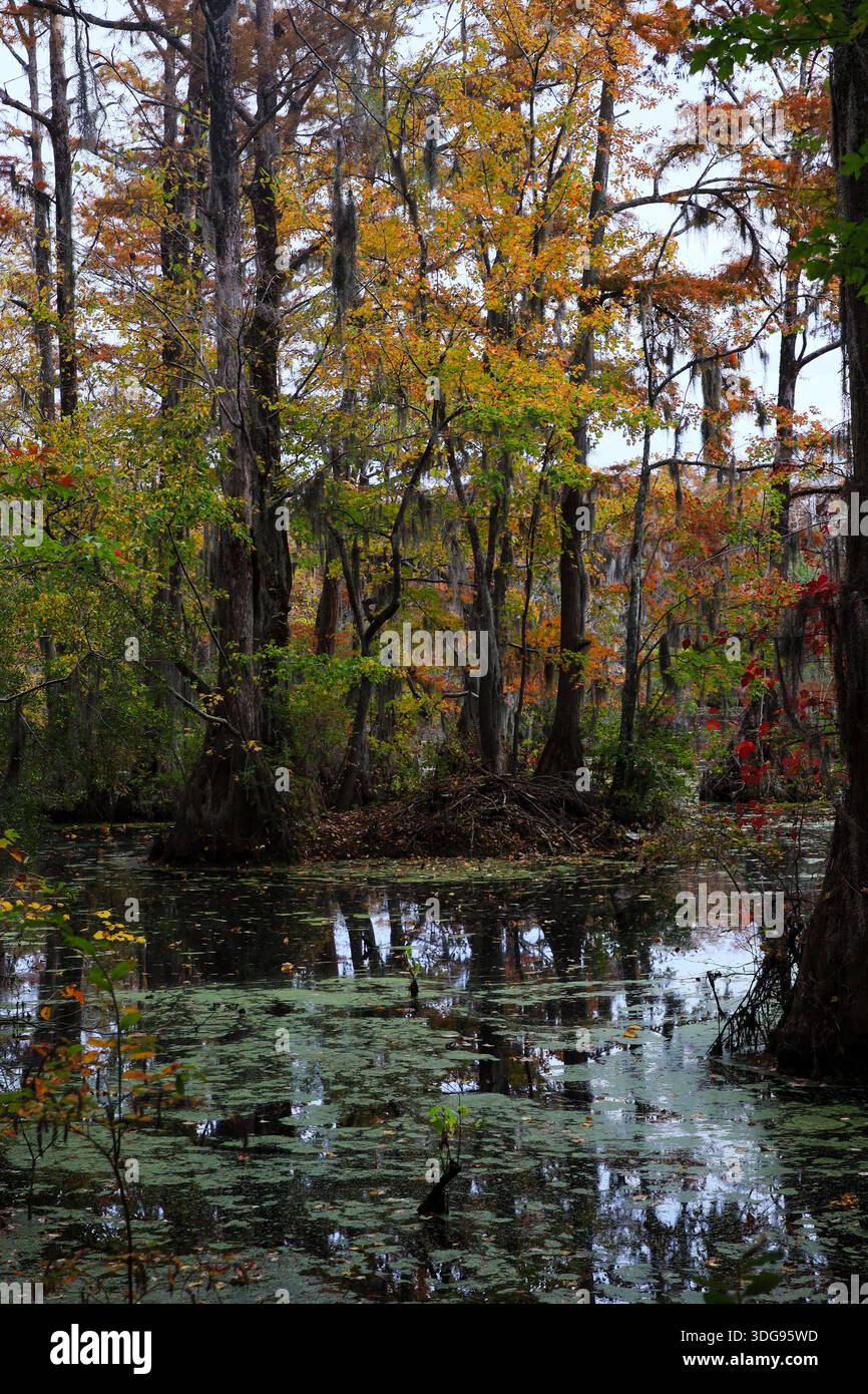 Autumn wetland forest scene with tall trees, green water surface, and soft reflections creating ...