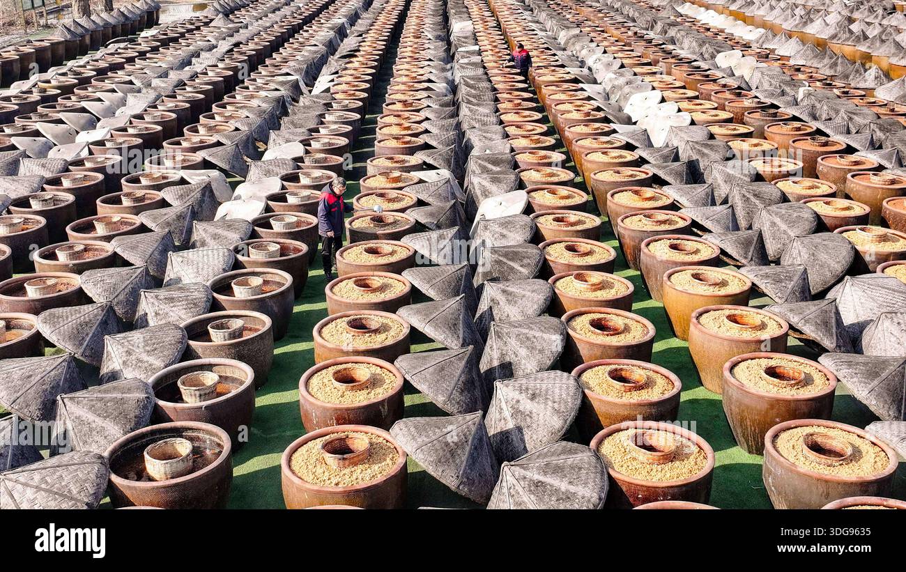 A worker checks the fermenting of sauce in the large vats at a ...