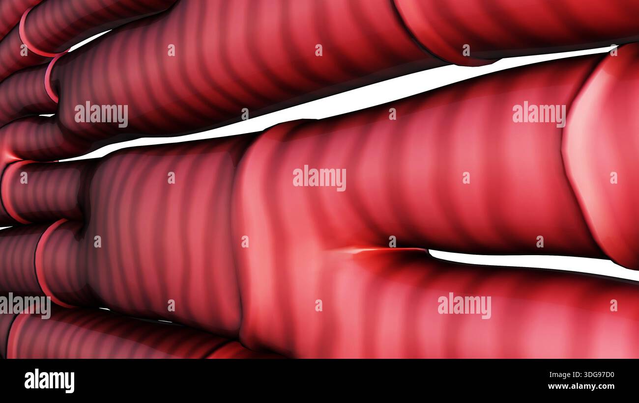 A 3d rendering of cardiac muscle cells or cardiomyocytes. These ...