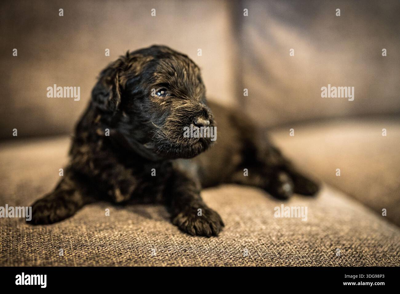 Groodle puppy, also called a Goldendoodle, sitting and looking slightly ...