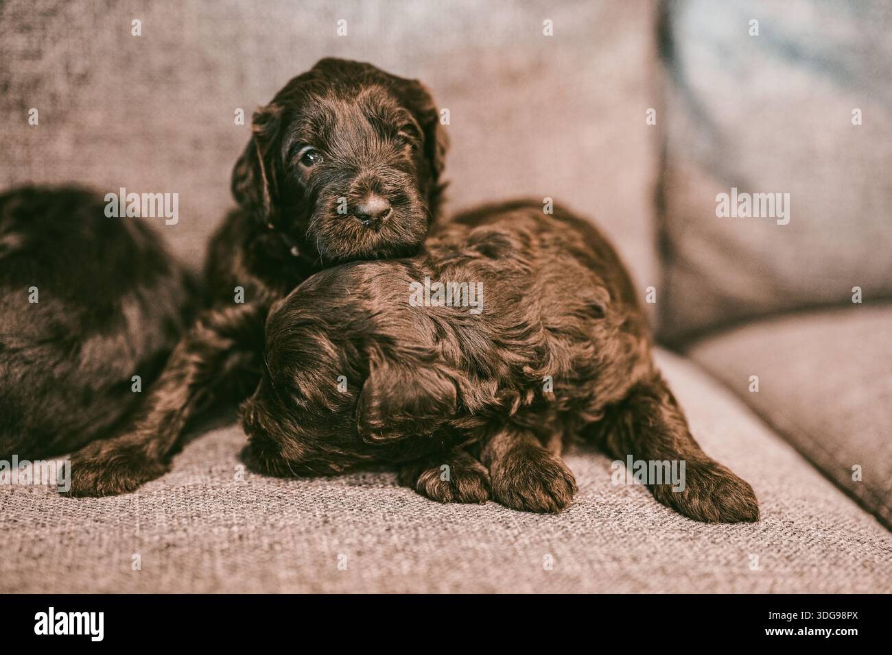 Groodle puppy looking at the camera while lying on a resting sibling ...