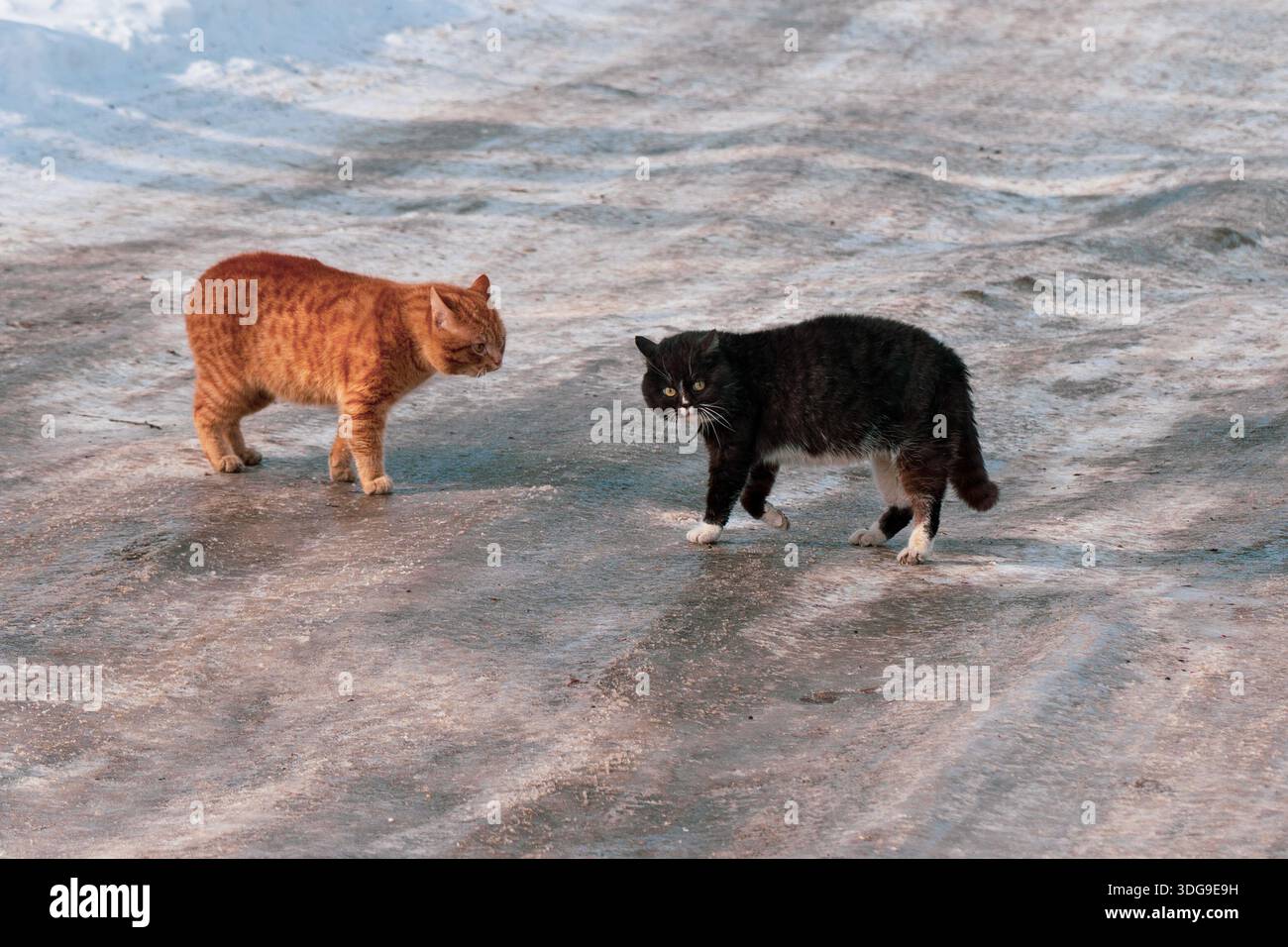 Red and black cats are opposite each other, their fur is disheveled ...