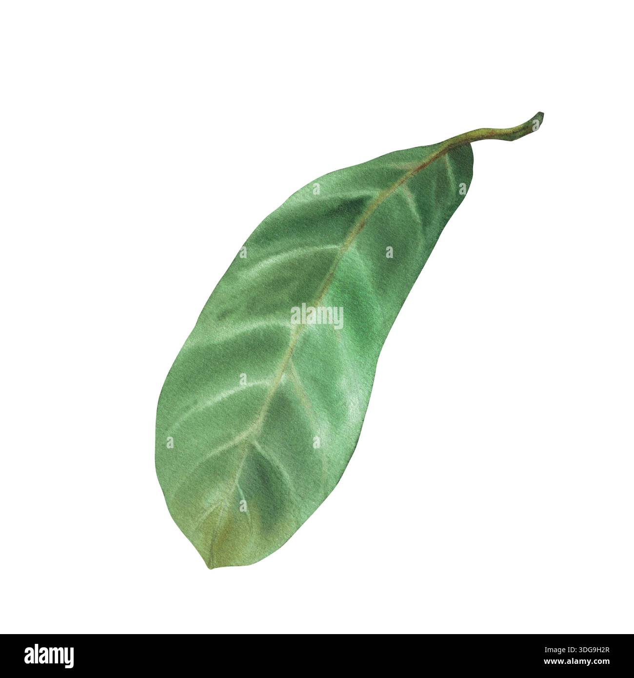 Watercolor leaf of avocado plant tree. Botanical hand drawn realistic ...