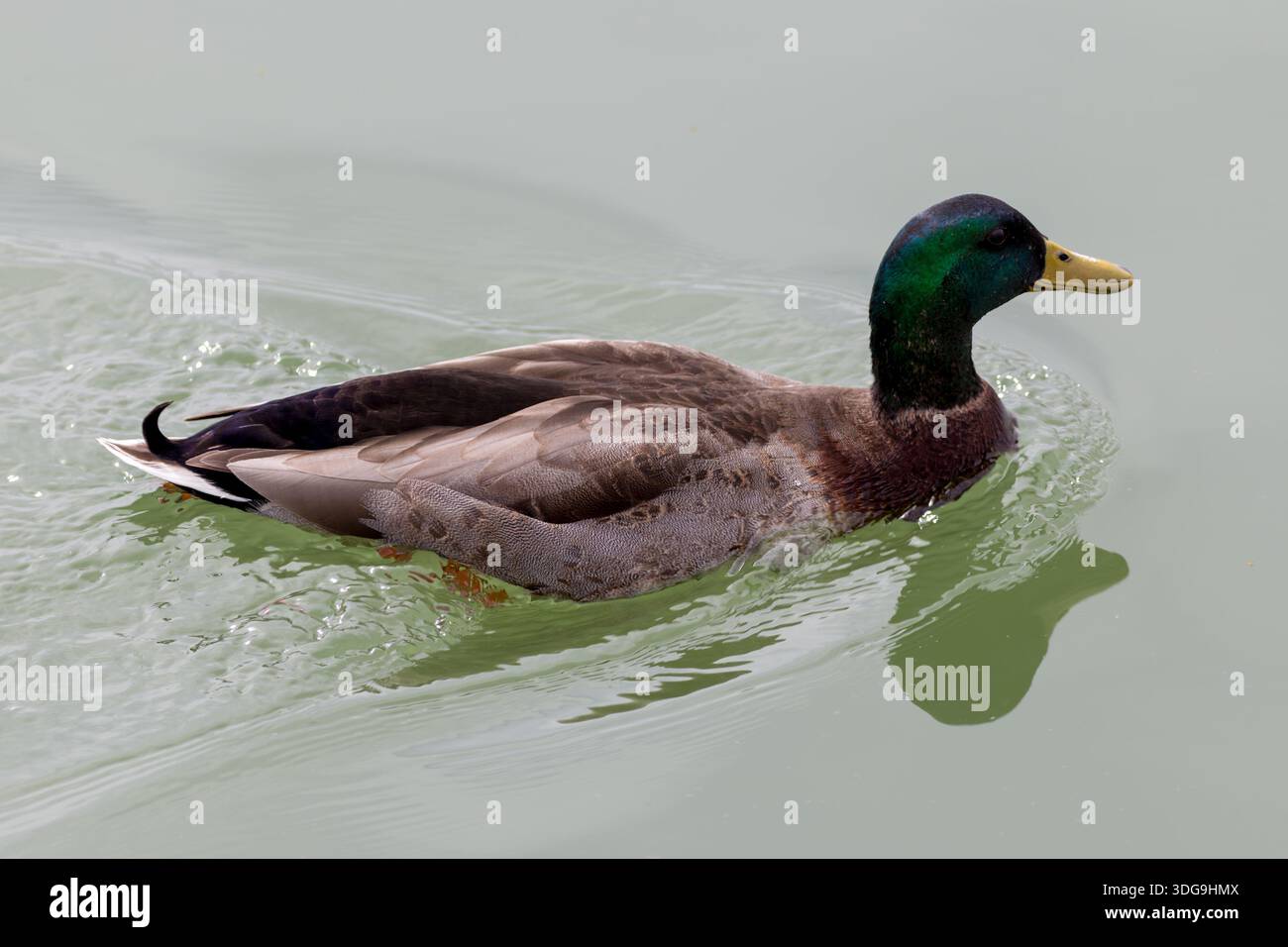 Adult male mallard duck (Anas platyrhynchos) swimming in calm green ...